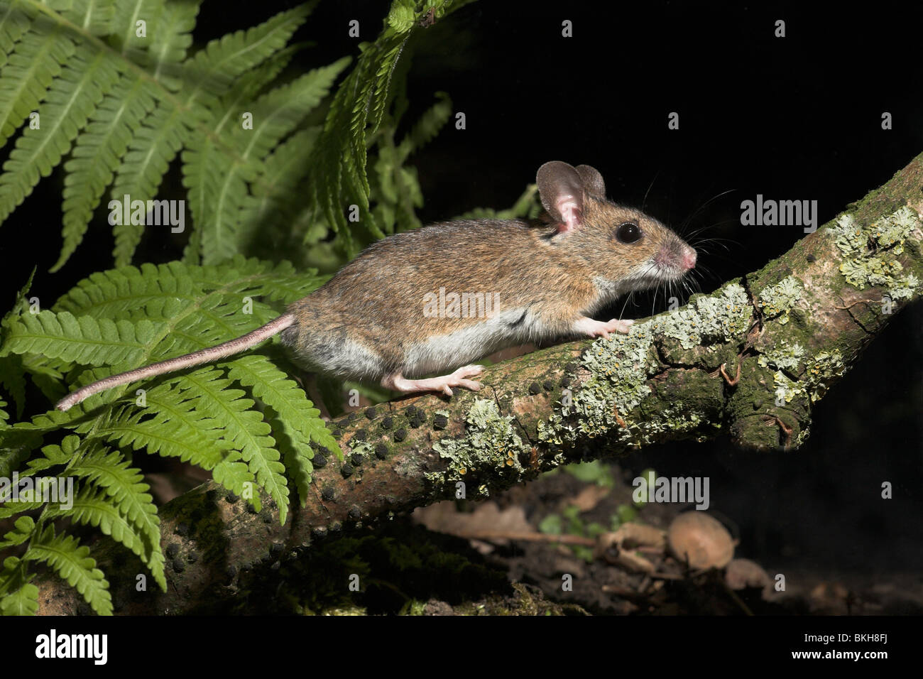 Waldmaus hi-res stock photography and images - Alamy