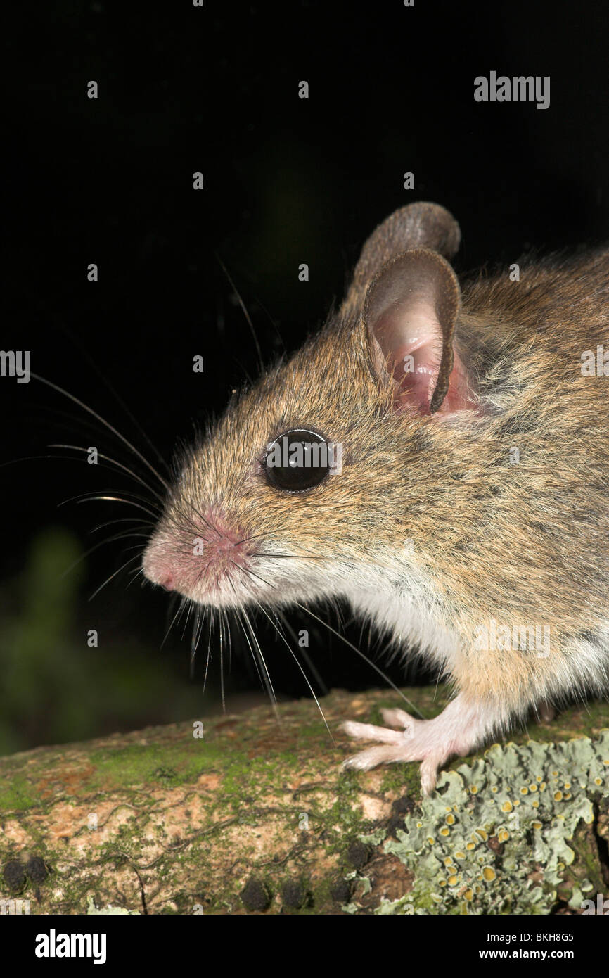 Portret van een bosmuis (staande foto); Portrait of a woodmouse ...
