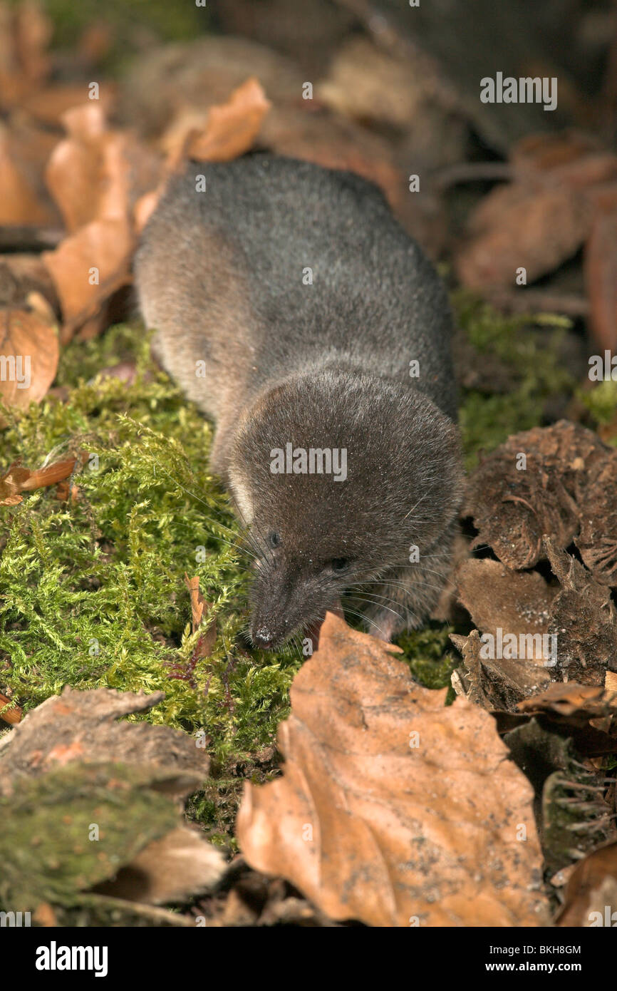 Staande foto van een bosspitsmuis op de bosbodem tussen de dorre ...