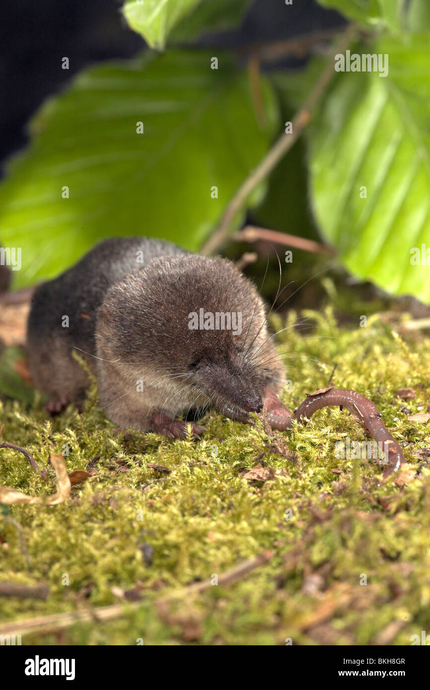 Regenworm hi-res stock photography and images - Alamy