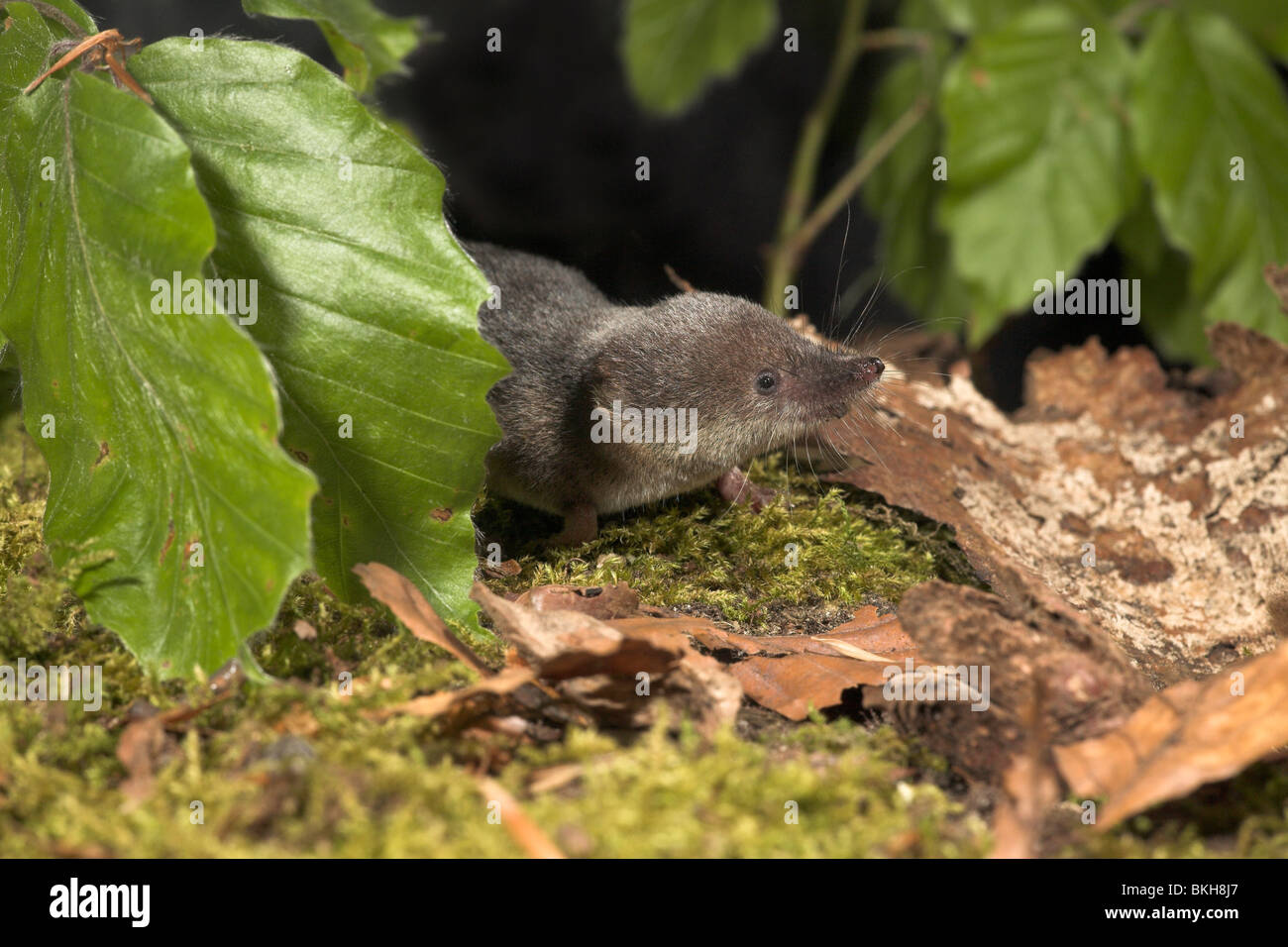 Foto van een bosspitsmuis die achter een blad vandaan komt; photo of a ...