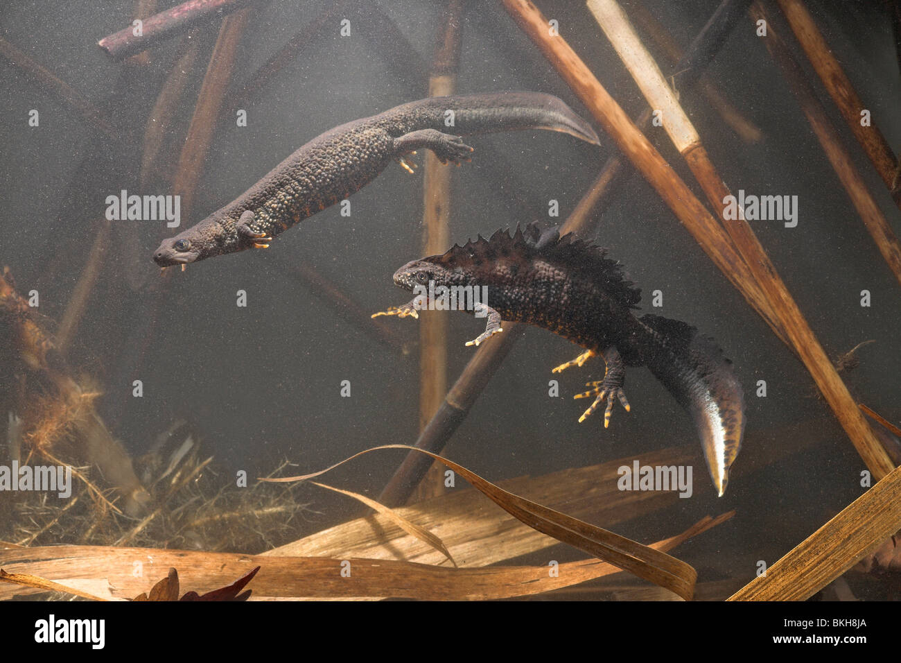 photo of a pair of great crested newts under water with the male ...