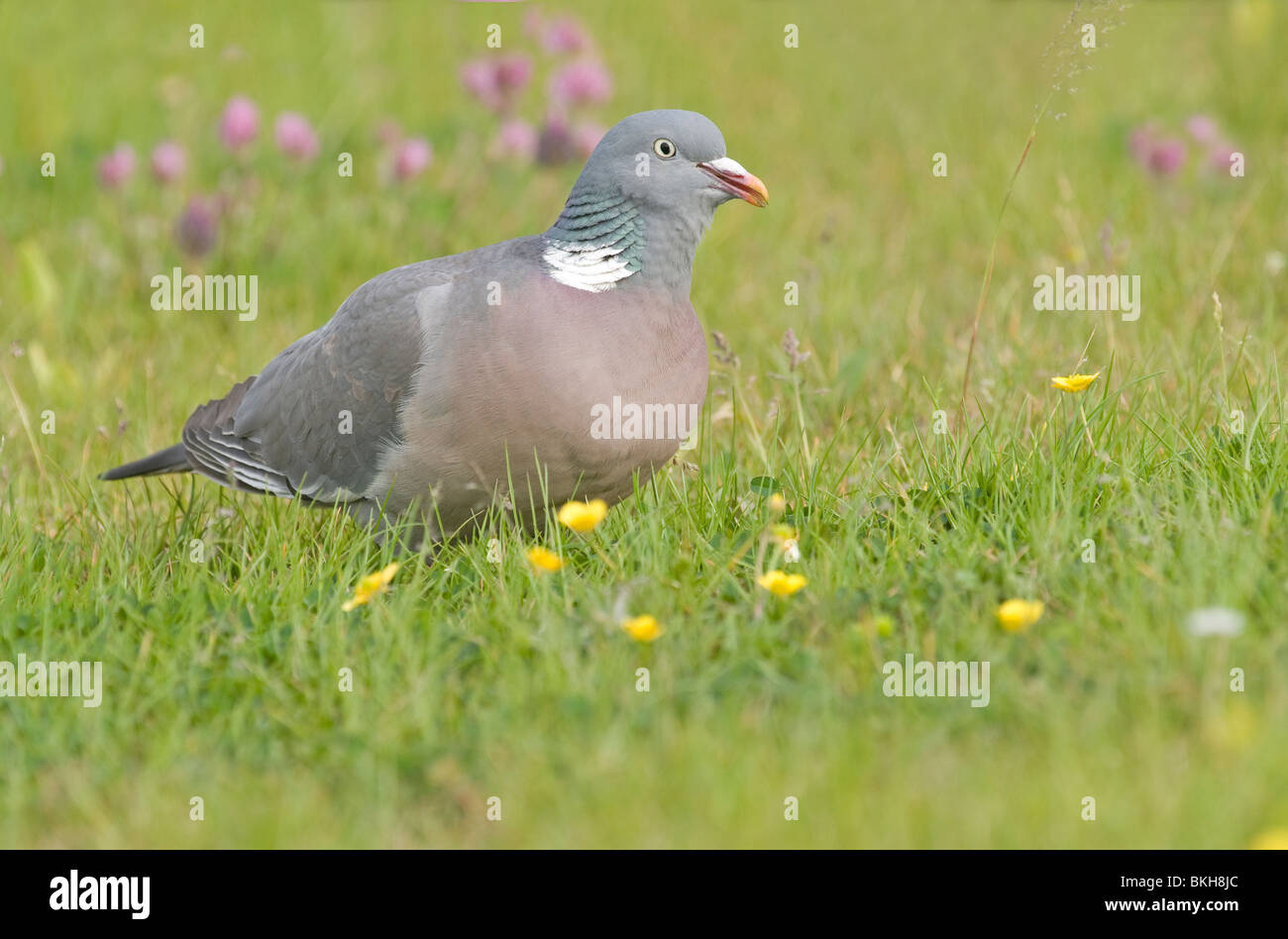 Houtduif hi-res stock photography and images - Alamy