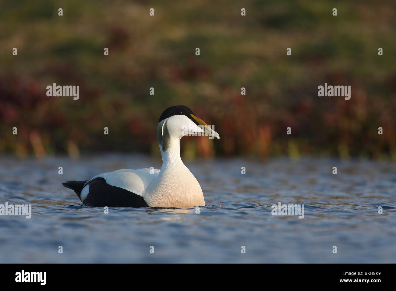 Man eidereend zwemmend in water in ochtendzon Stock Photo - Alamy