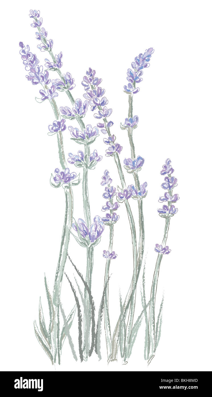 Hand drawn illustration of lavender flower Stock Photo - Alamy