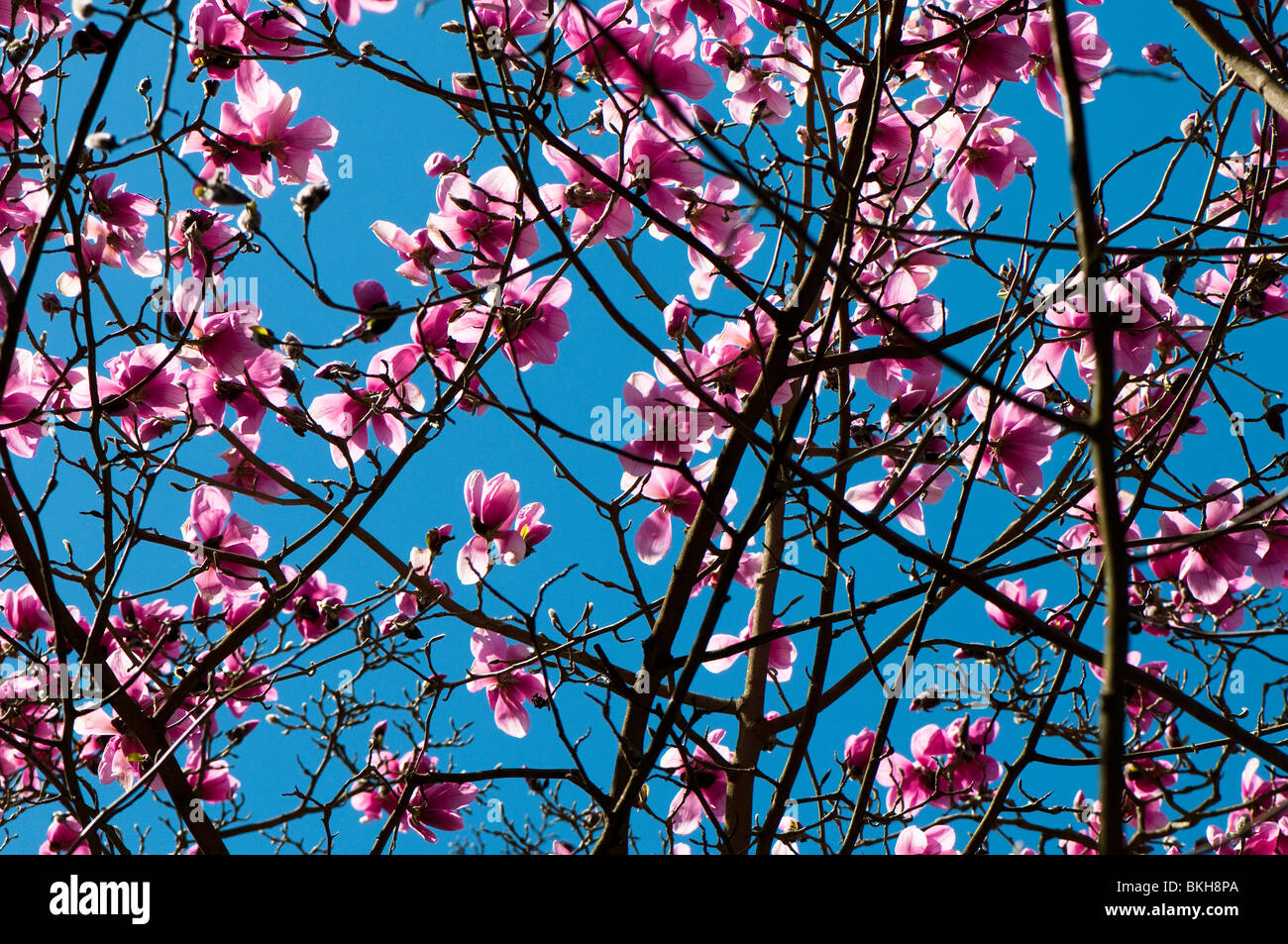 Magnolia sprengeri 'Diva' in flower in spring Stock Photo - Alamy
