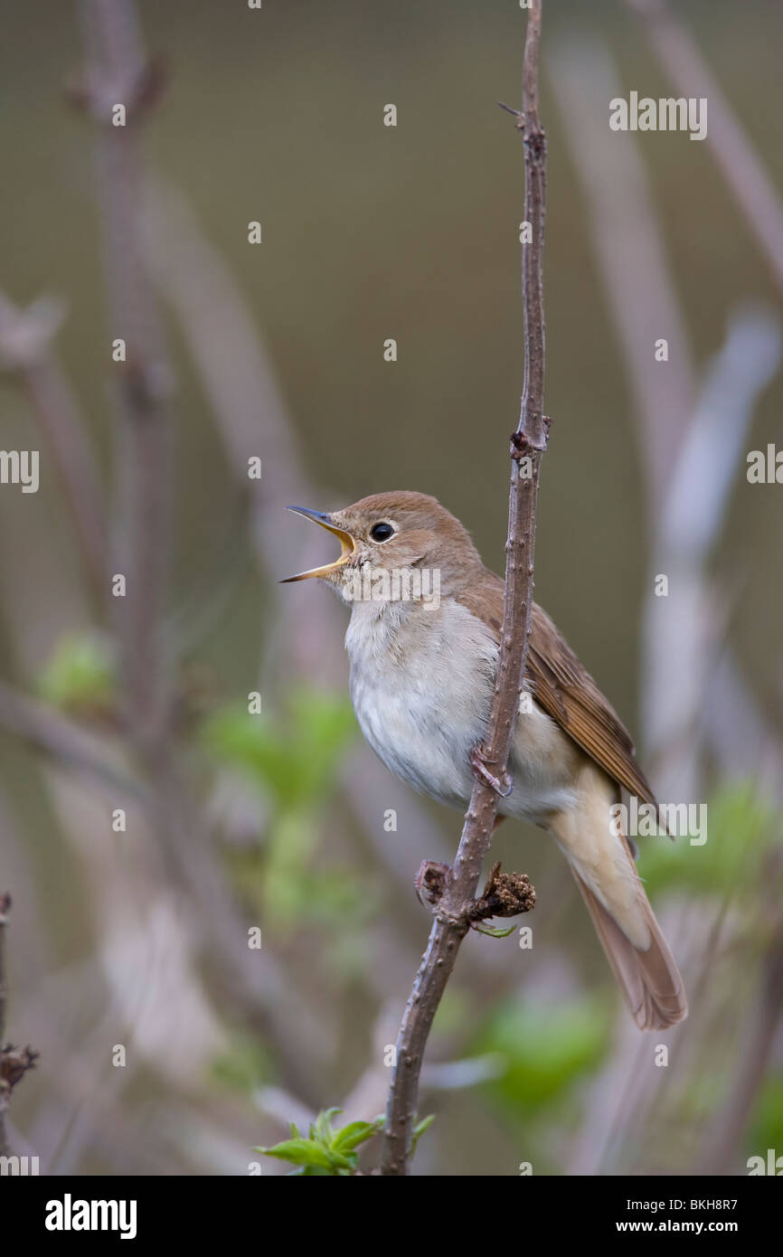A singing nightingale Stock Photo - Alamy