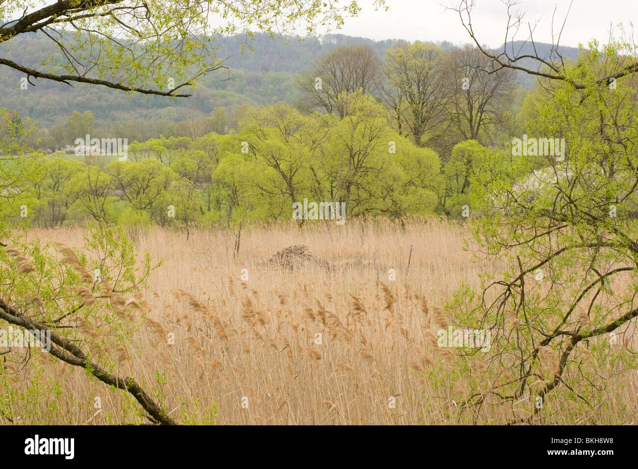 Beaver lodges hi-res stock photography and images - Alamy