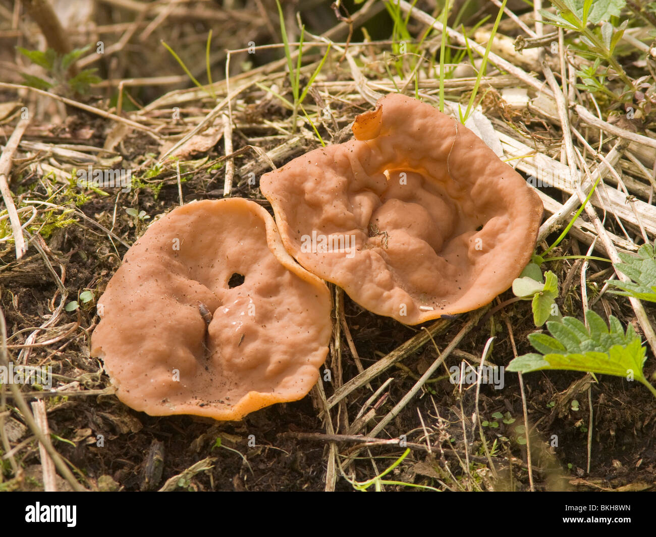 Discina ancilis is a very rare fungus in the Netherlands Stock Photo ...