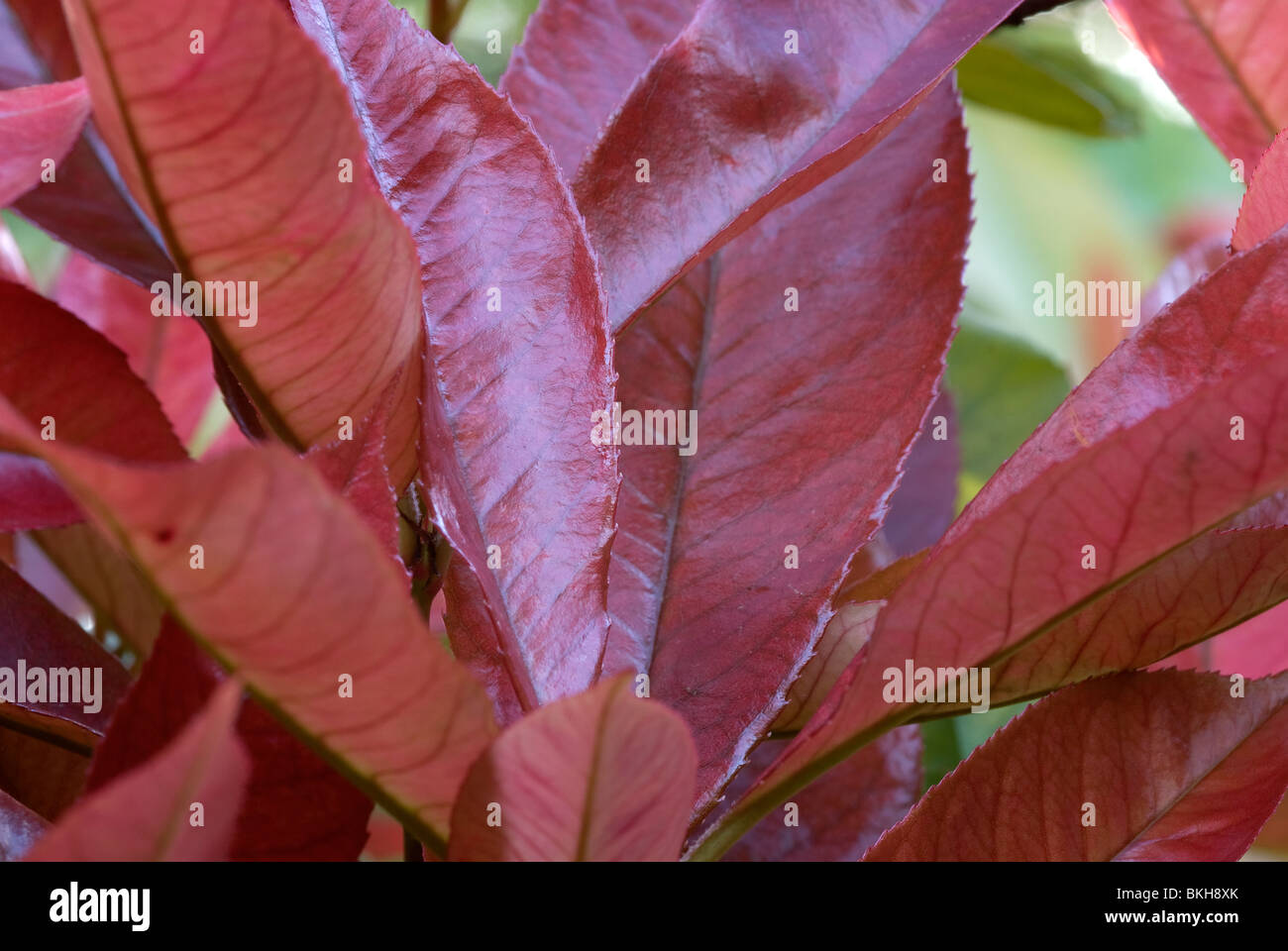 Photinia red robin shrub hi-res stock photography and images - Alamy