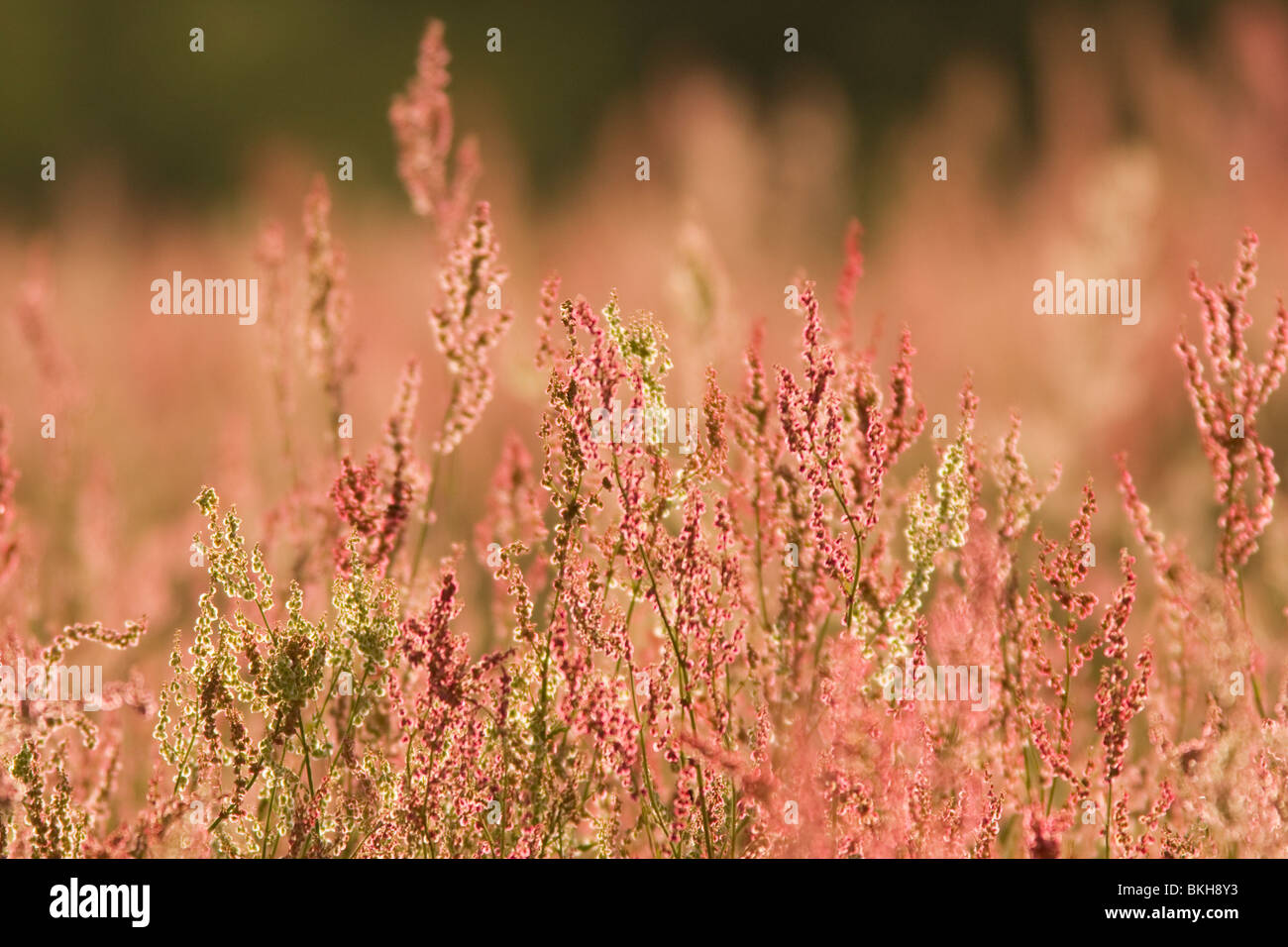 Veld zuring hi-res stock photography and images - Alamy