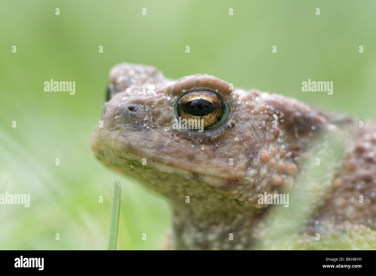 Portrait of a Common toad Stock Photo - Alamy