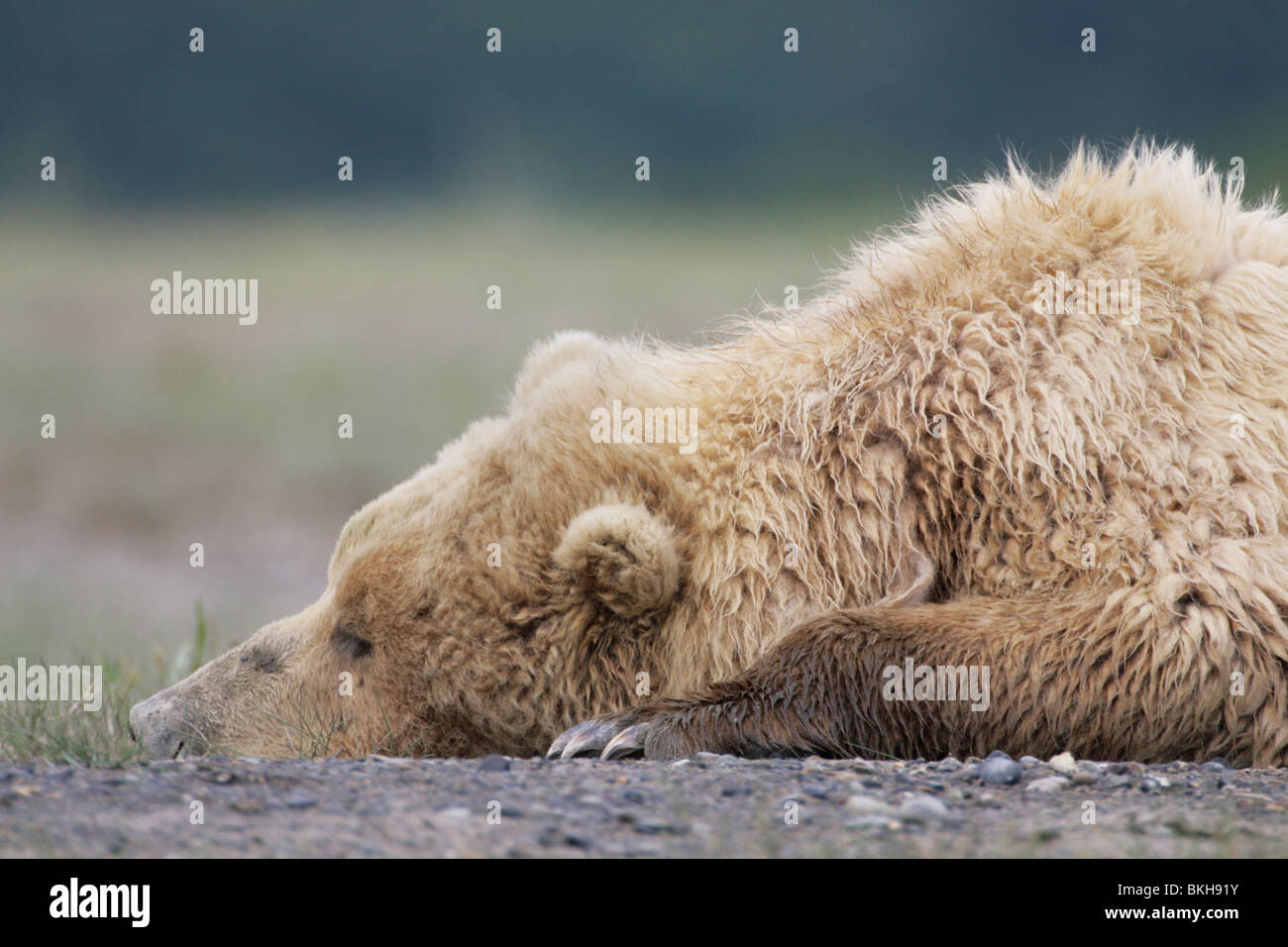 Close-up van slapende Bruine beer. Close-up from a sleeping Brown bear ...