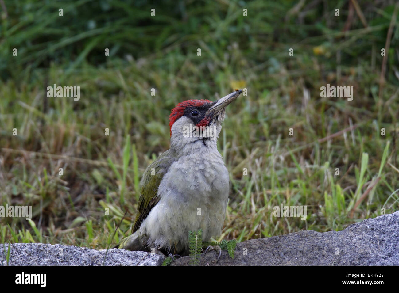 Grünspecht Green Woodpecker, Picus, viridis Stock Photo - Alamy