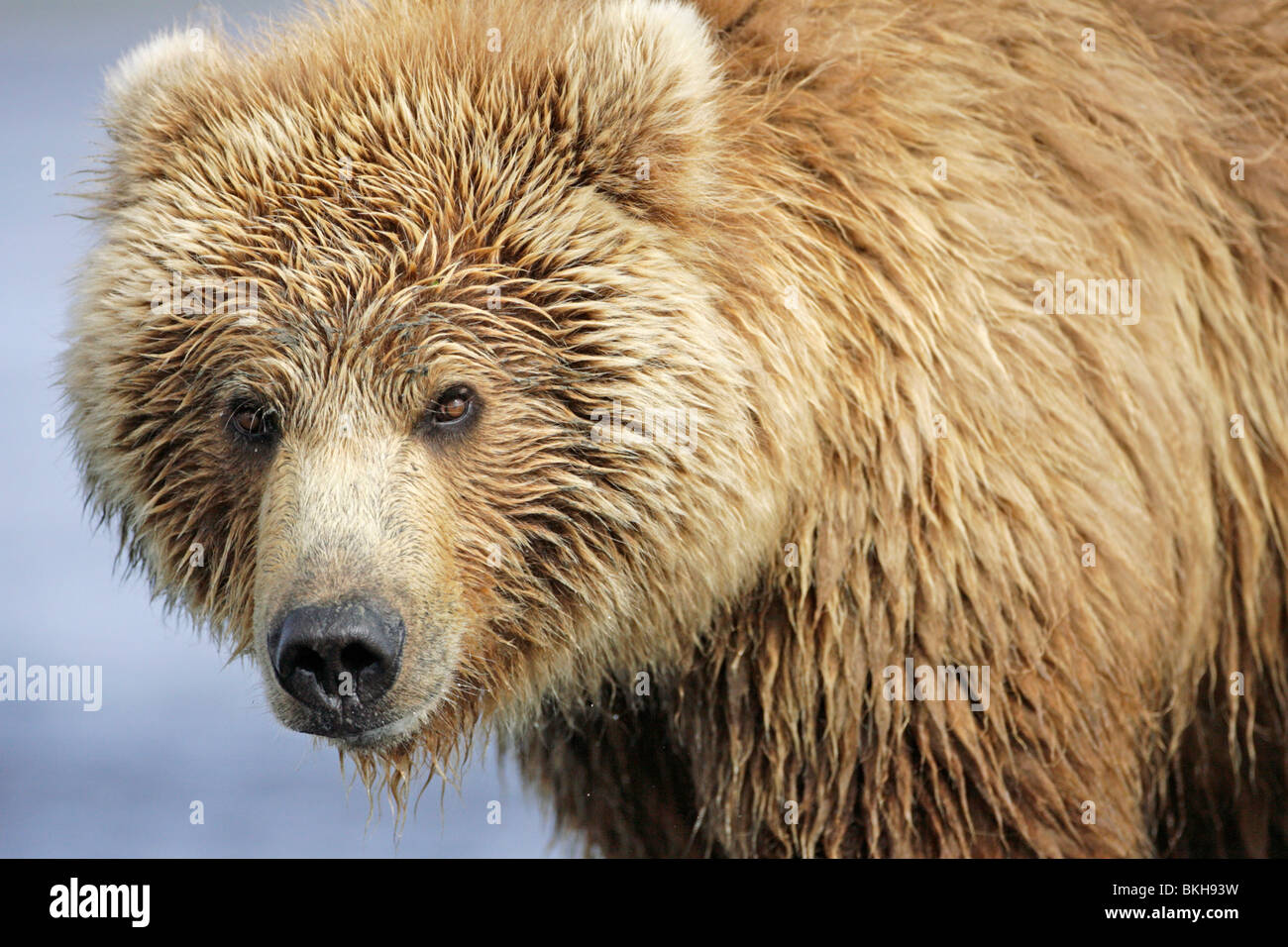Close-up portrait of a Brown Bear (Ursus arctos Stock Photo - Alamy