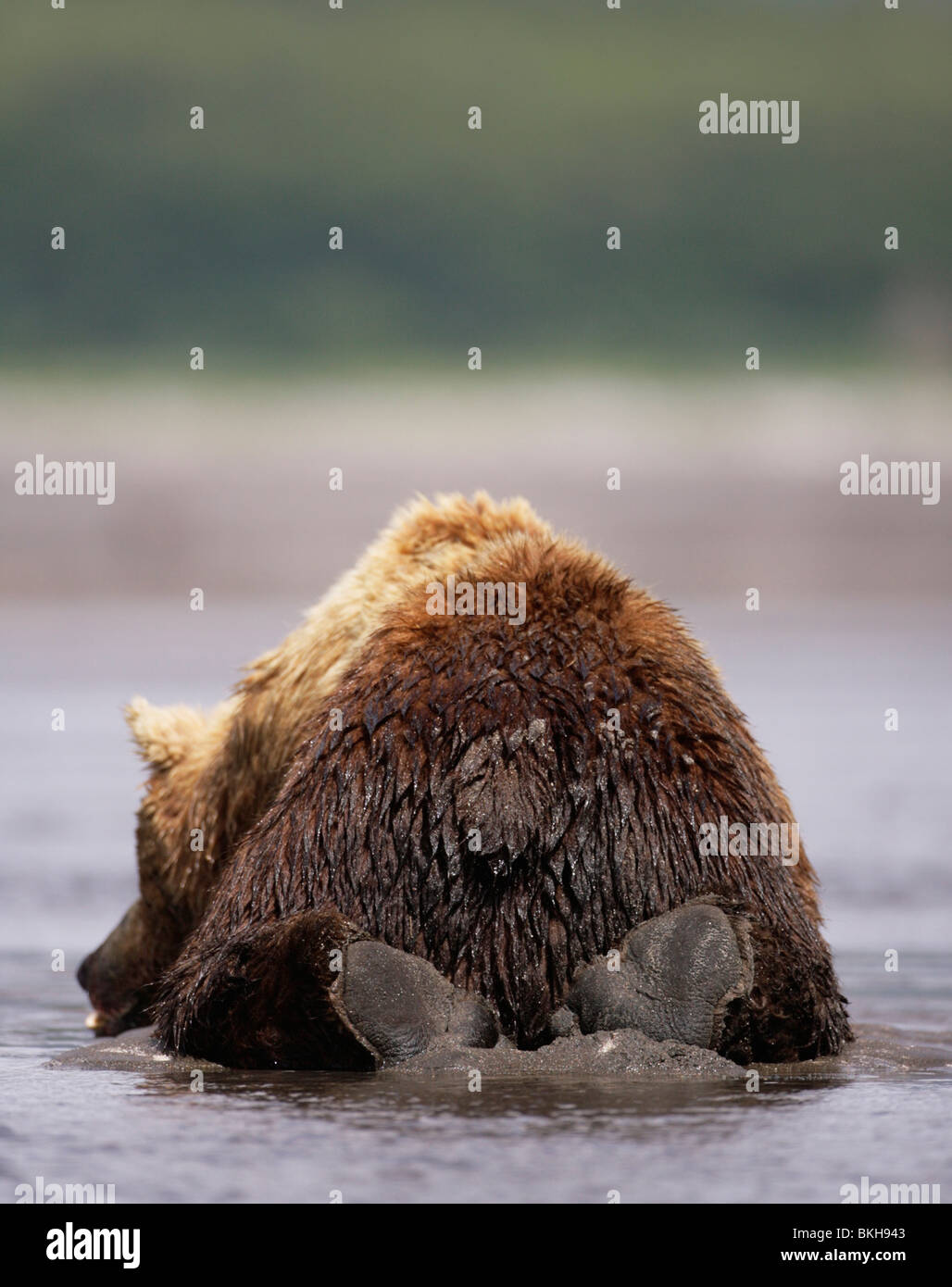 A brown bear kneeling in the water, showing his backside Stock Photo ...