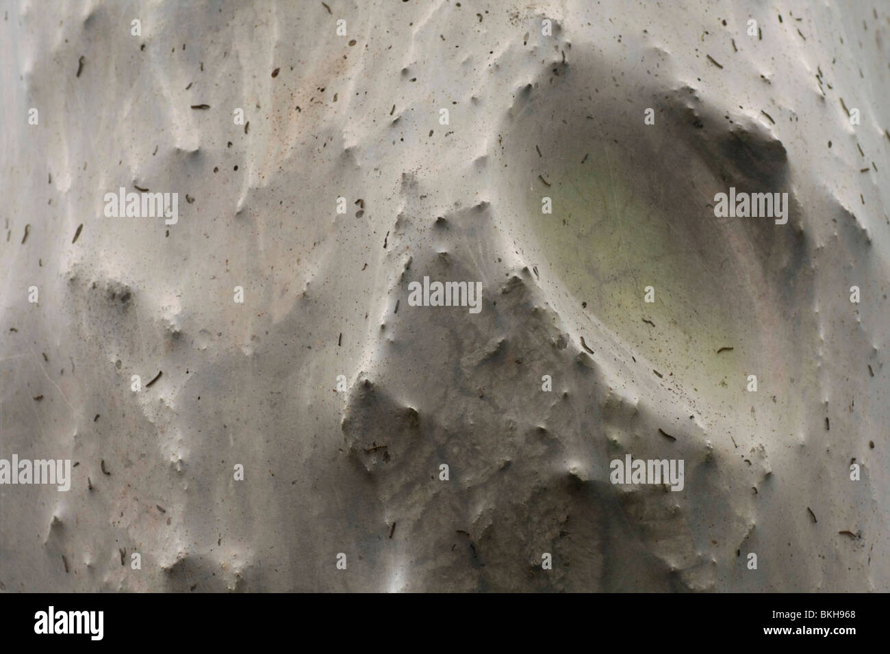 Willow covered by web of the Ermine moth caterpillar Stock Photo - Alamy