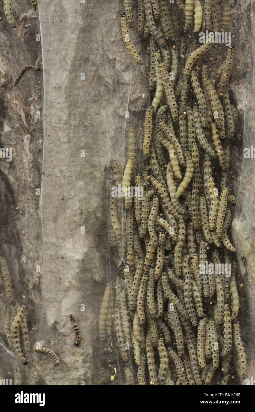 Willow covered by web of the Ermine moth caterpillar and a mass of ...