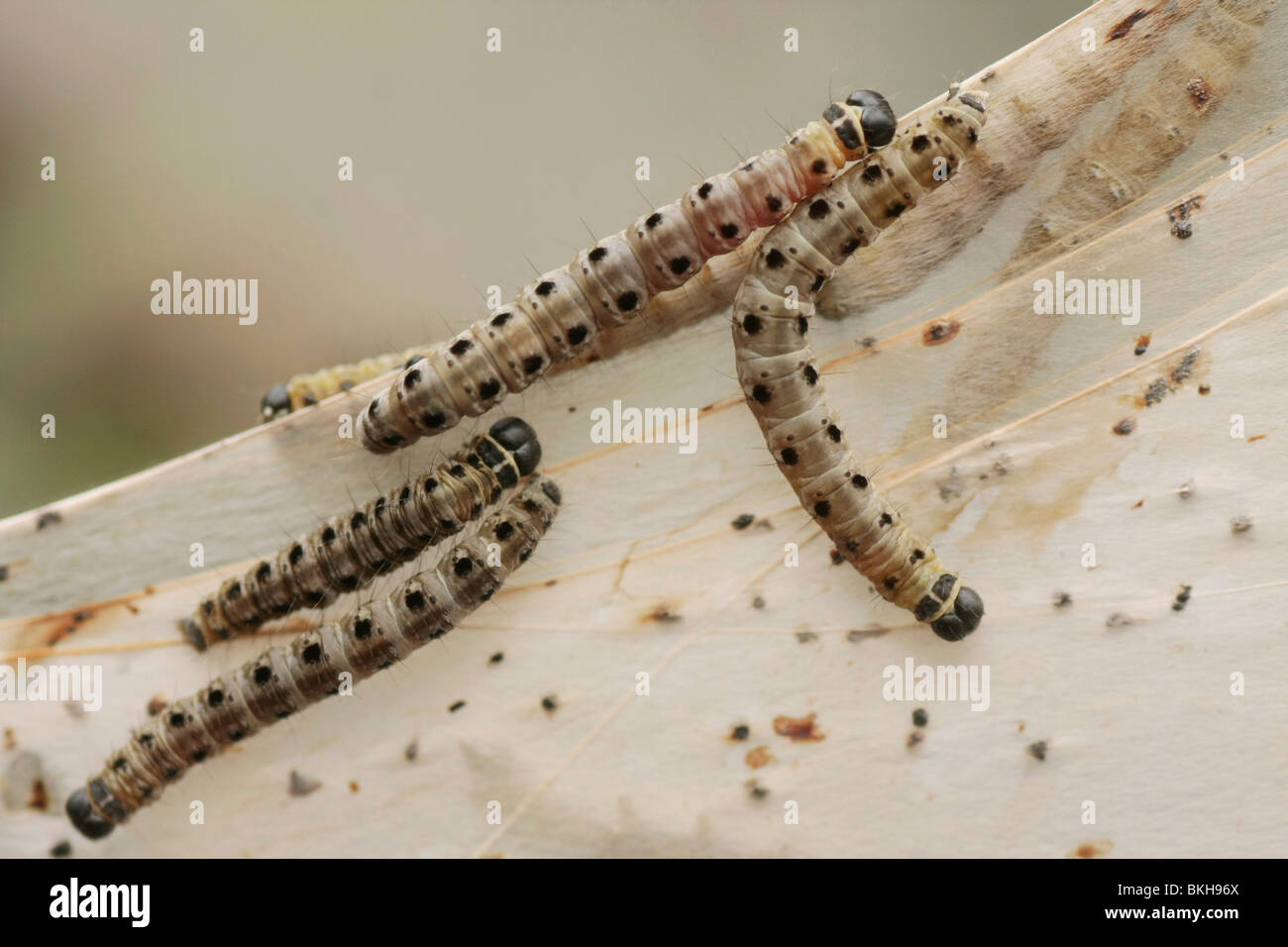 Spinselmot Ermine Stock Photos & Spinselmot Ermine Stock Images - Alamy