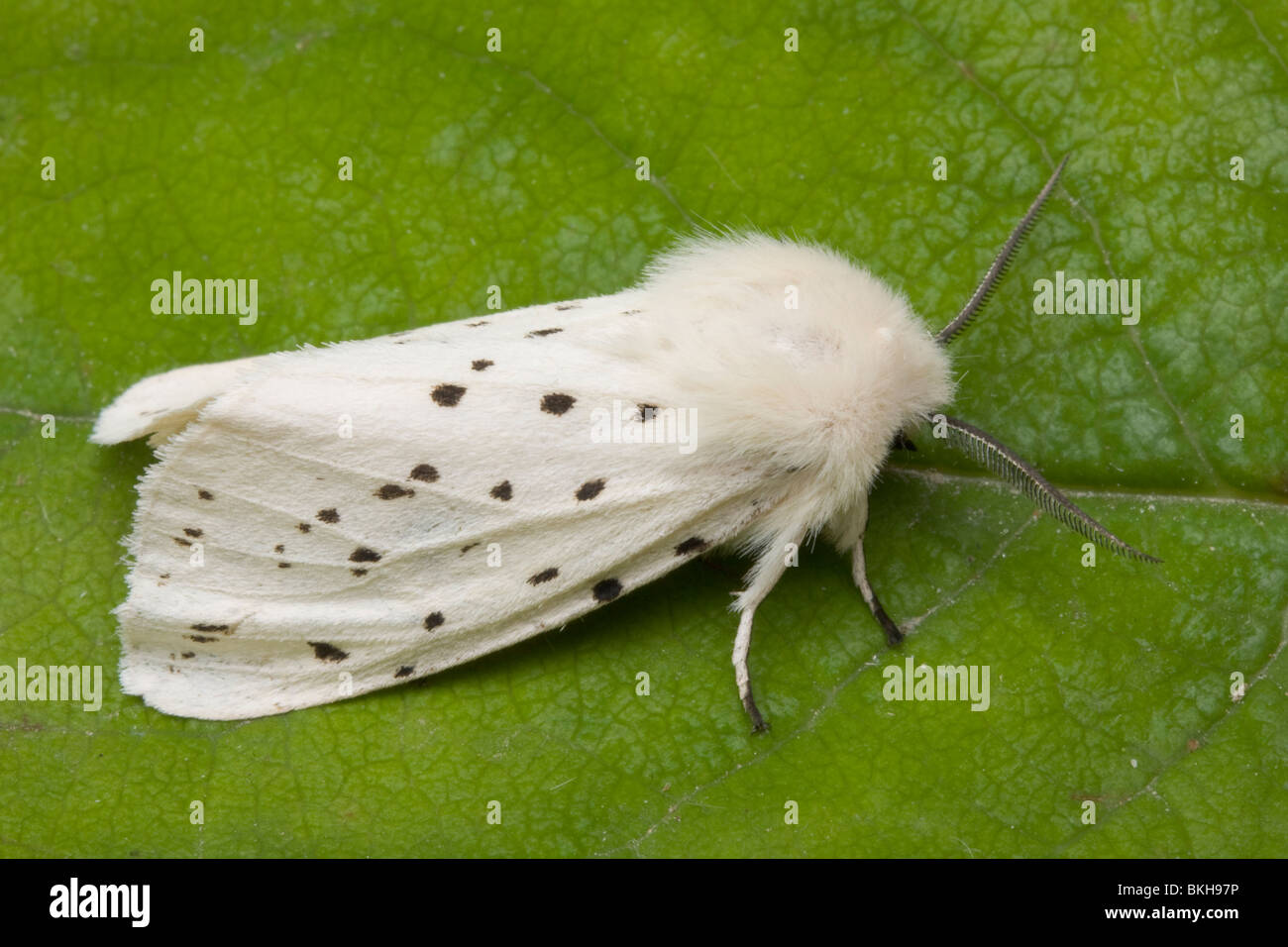 Ermine spots hi-res stock photography and images - Alamy