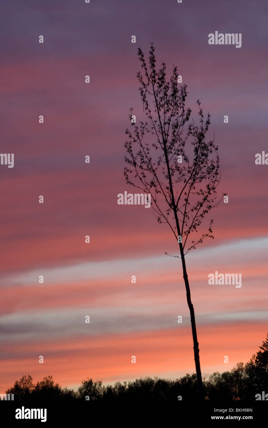 Populier hi-res stock photography and images - Alamy