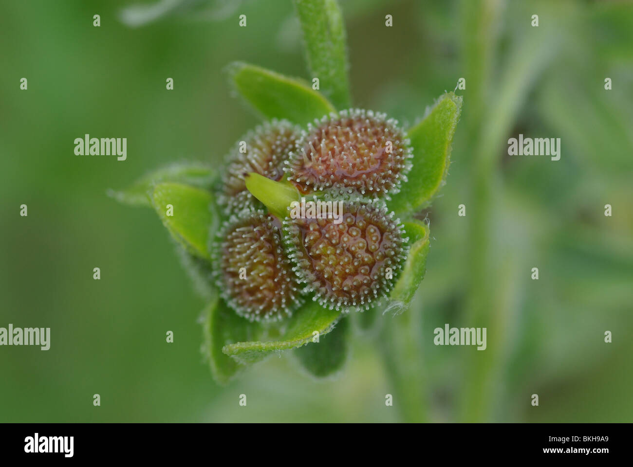 doosvrucht van veldhondstong Stock Photo - Alamy