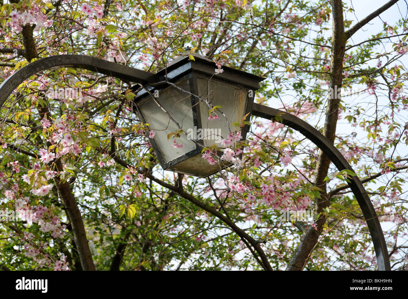Cherry Blossom street light Stock Photo - Alamy