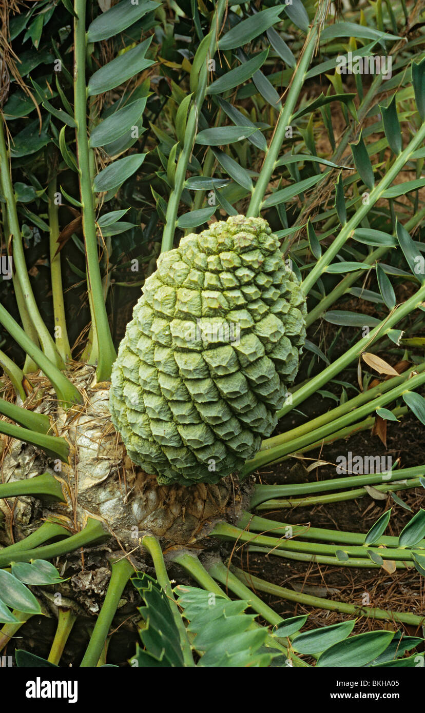 Cycad trees hi-res stock photography and images - Alamy