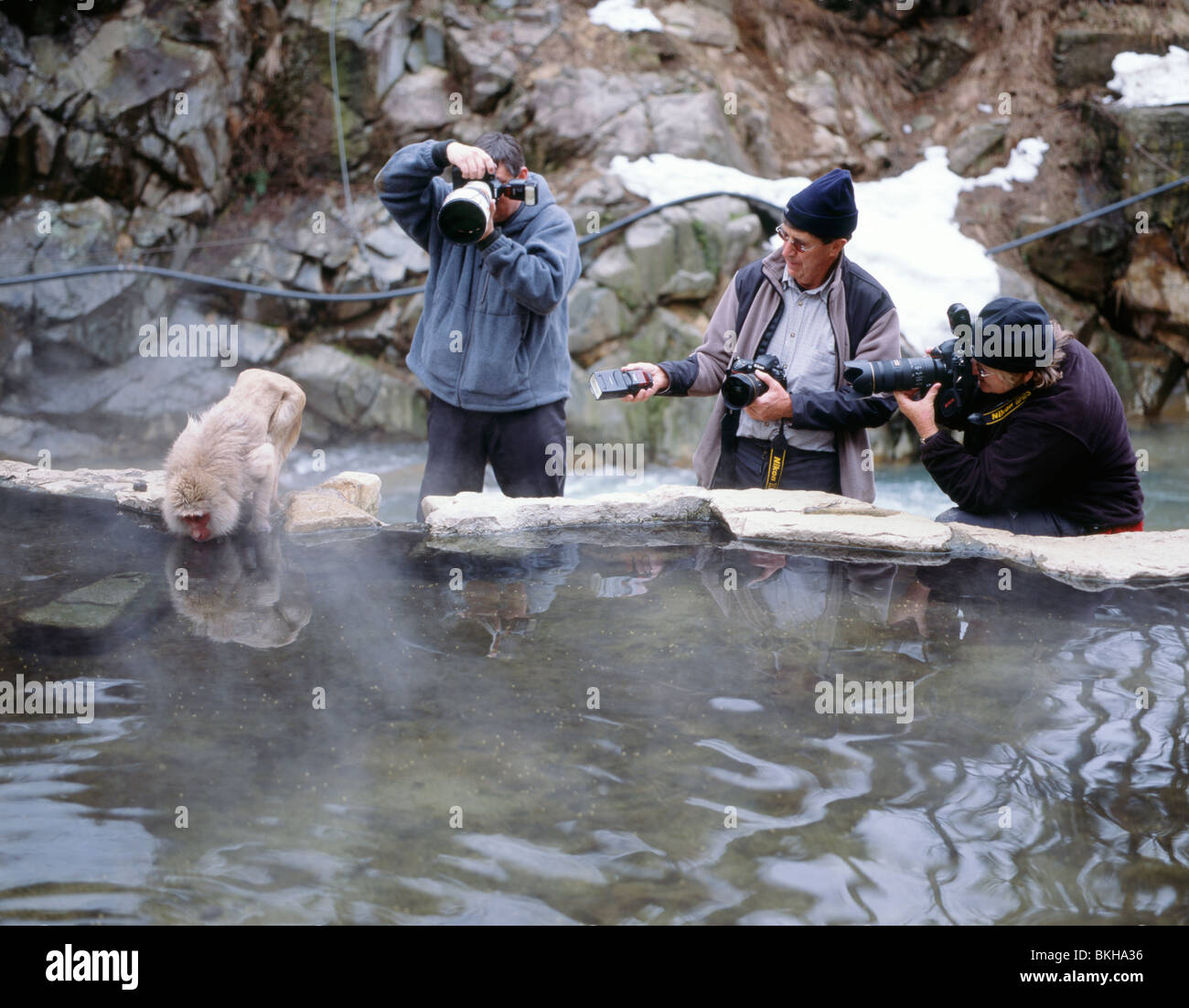 Japanese Snow Monkey , Japanese Macaque ( Macaca fuscata ) bathing in ...