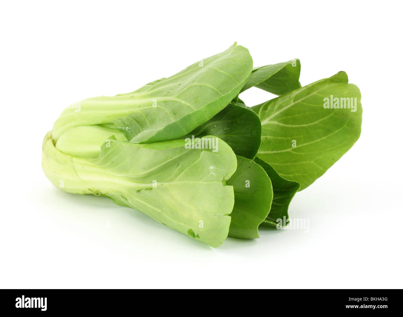 Organic baby bok choy Stock Photo - Alamy