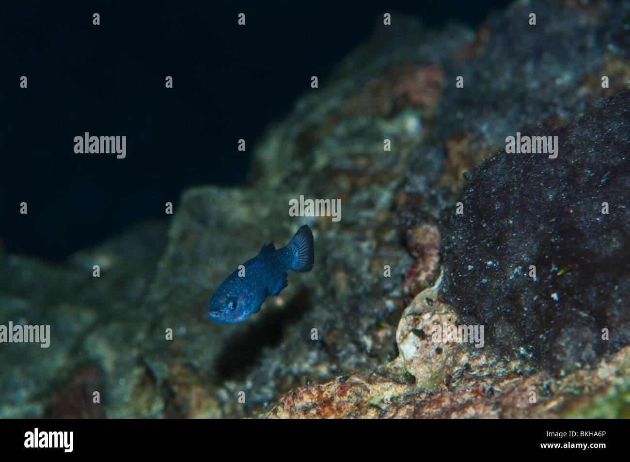 A male Devils Hole Pupfish in Devils Hole, Death Valley, Nevada Stock ...