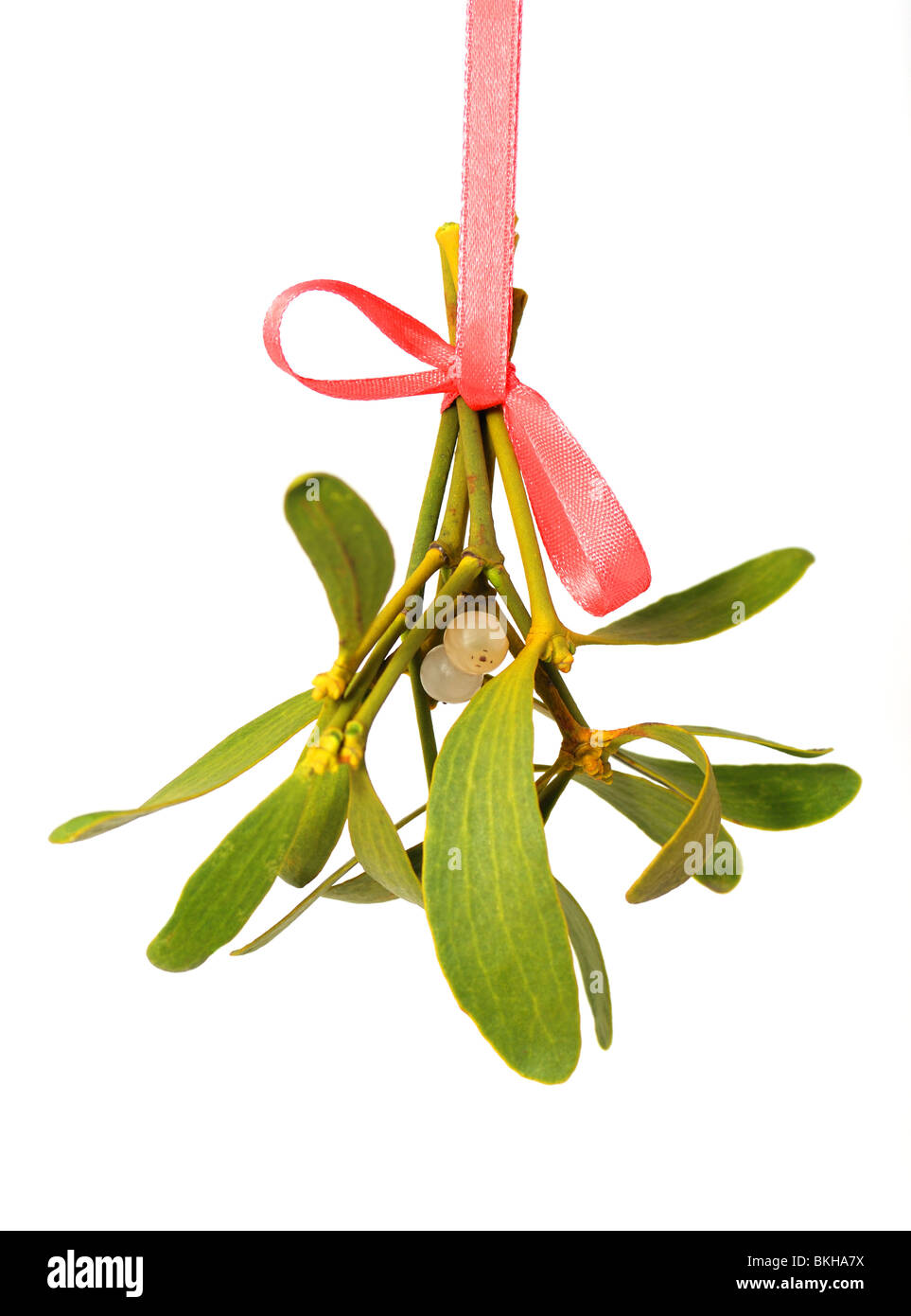 Mistletoe bunch hanged on red ribbon over white background Stock Photo ...