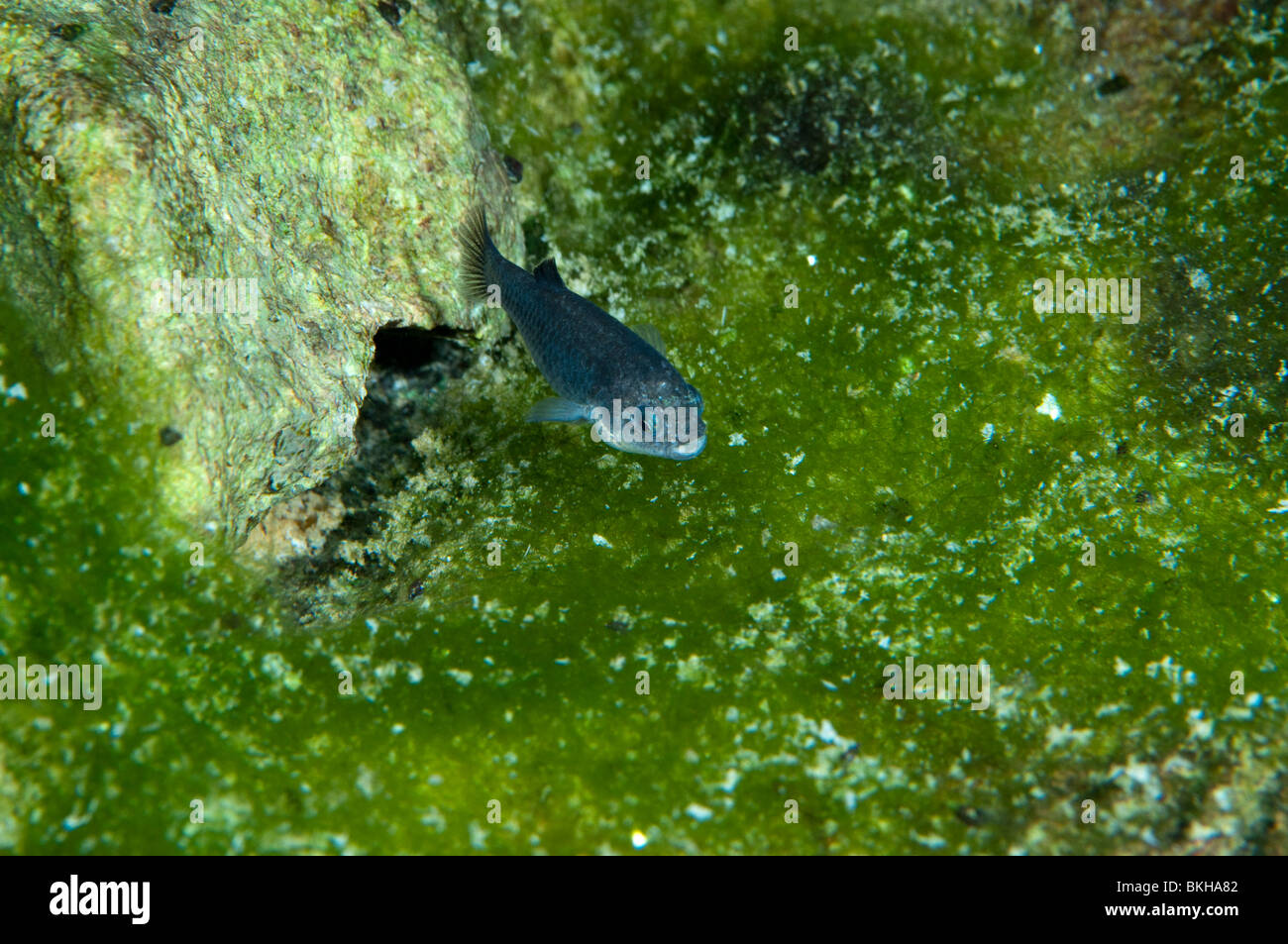 The devils hole pupfish hi-res stock photography and images - Alamy