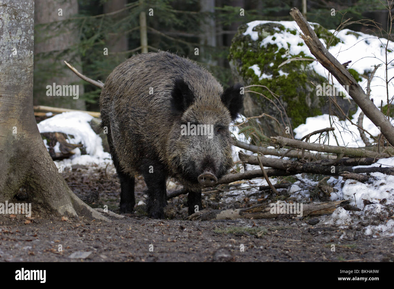 Wild boar keiler snow hi-res stock photography and images - Alamy