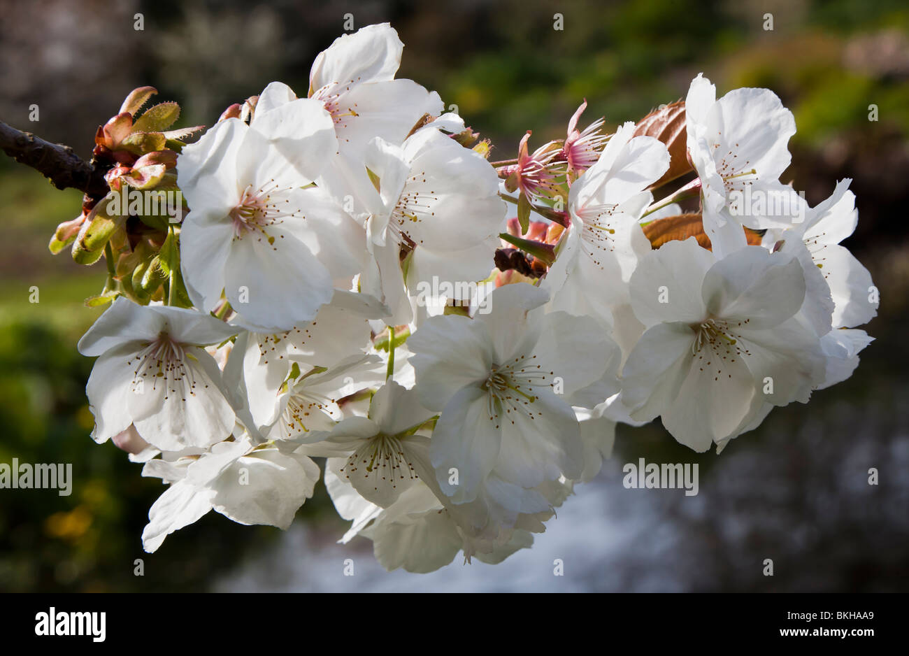White cherry blossom hi-res stock photography and images - Alamy