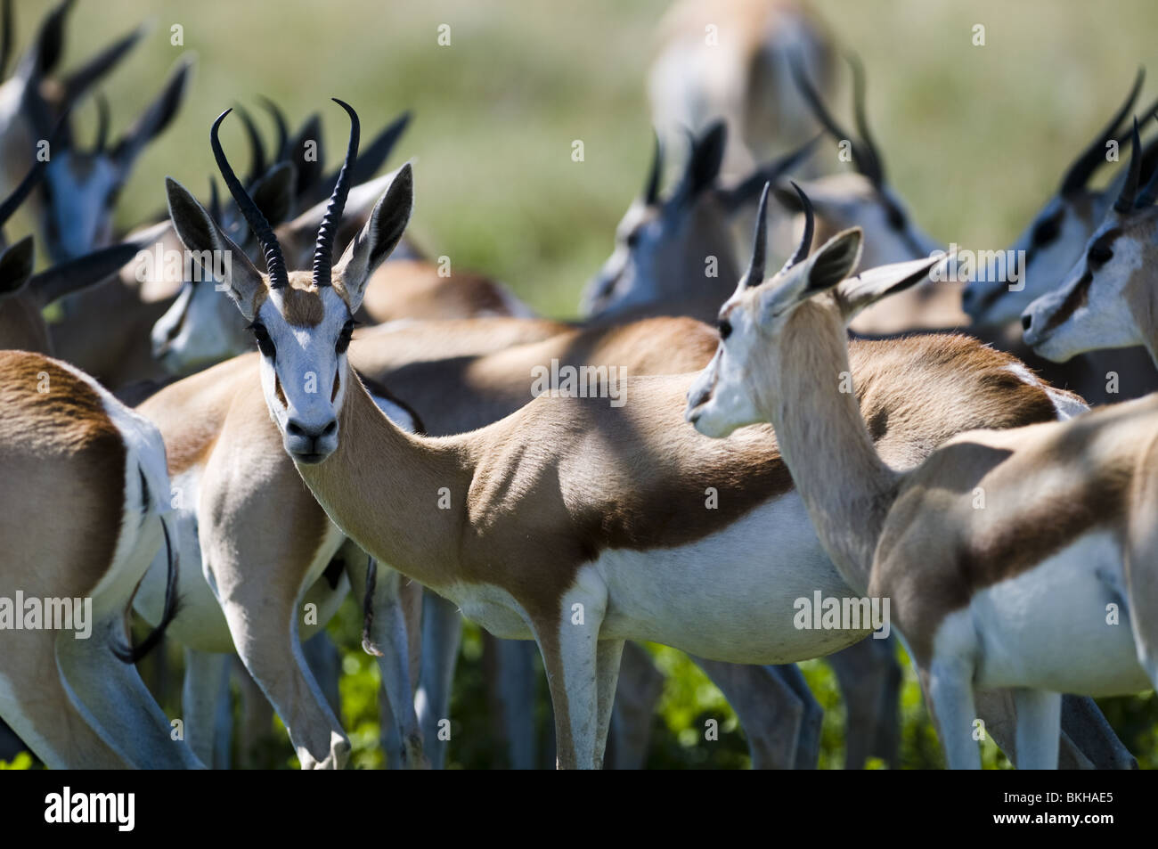 Springbok Herd Stock Photos & Springbok Herd Stock Images - Alamy
