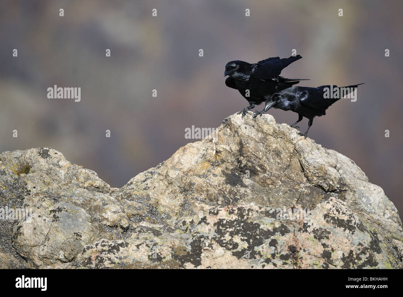 Pair of ravens standing on a rock Stock Photo - Alamy