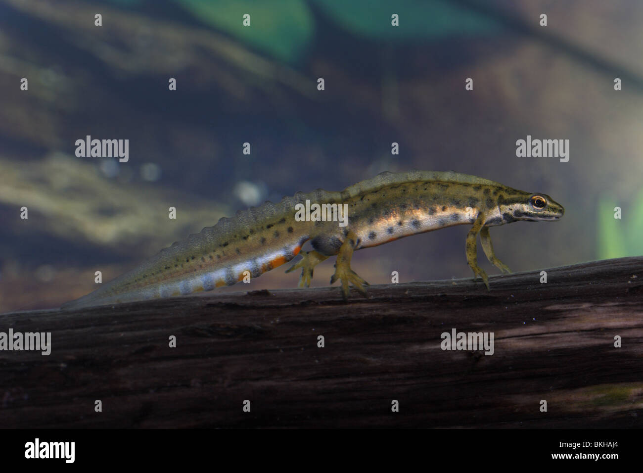 Teichmolch, Molch, Triturus, vulgaris, Lissotriton, Common, Newt Stock ...