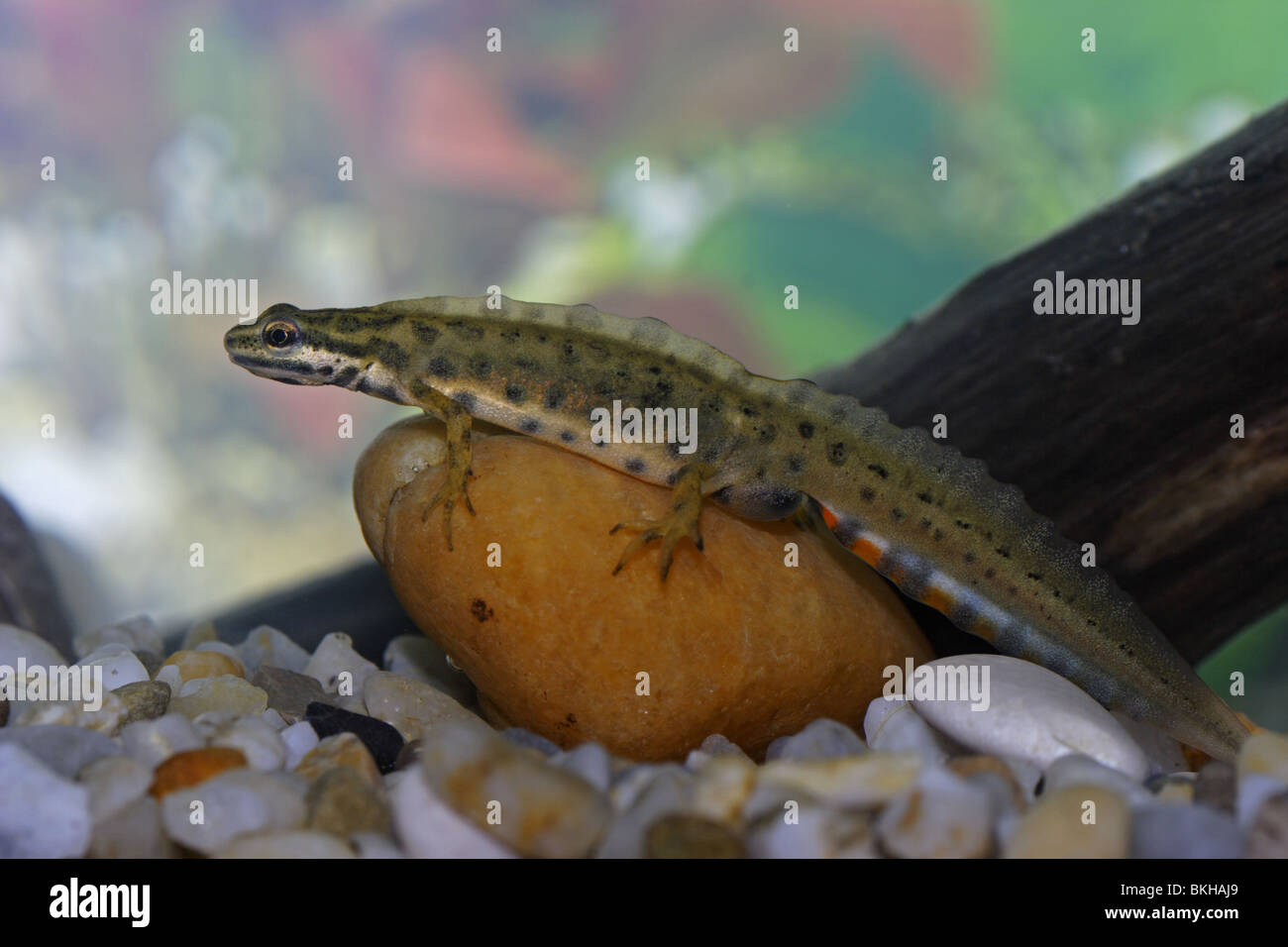 Teichmolch, Molch, Triturus, vulgaris, Lissotriton, Common, Newt Stock ...