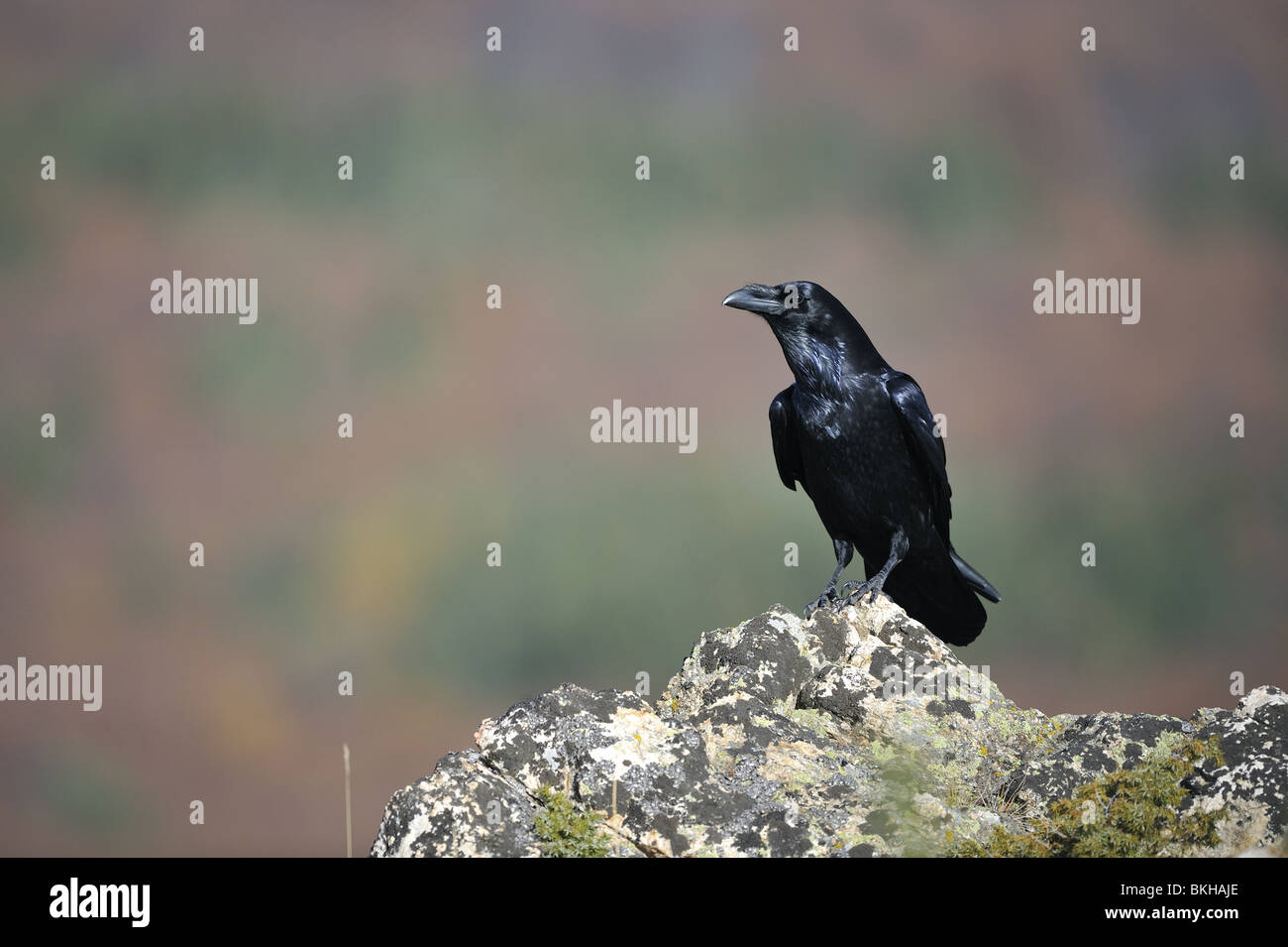 Common raven standing on a rock Stock Photo - Alamy
