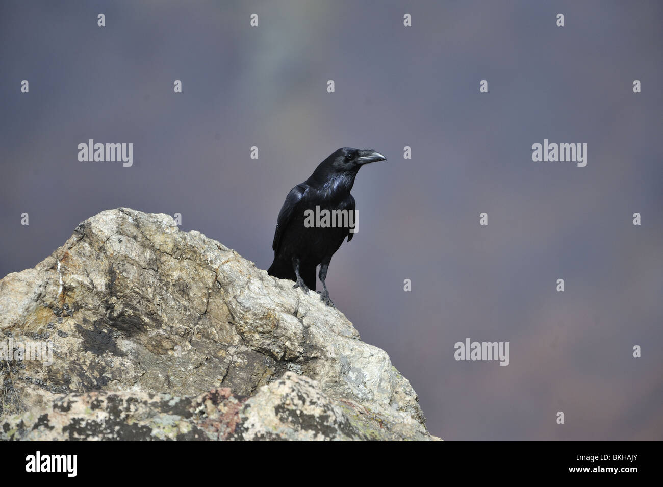 Raven on standing stone hi-res stock photography and images - Alamy