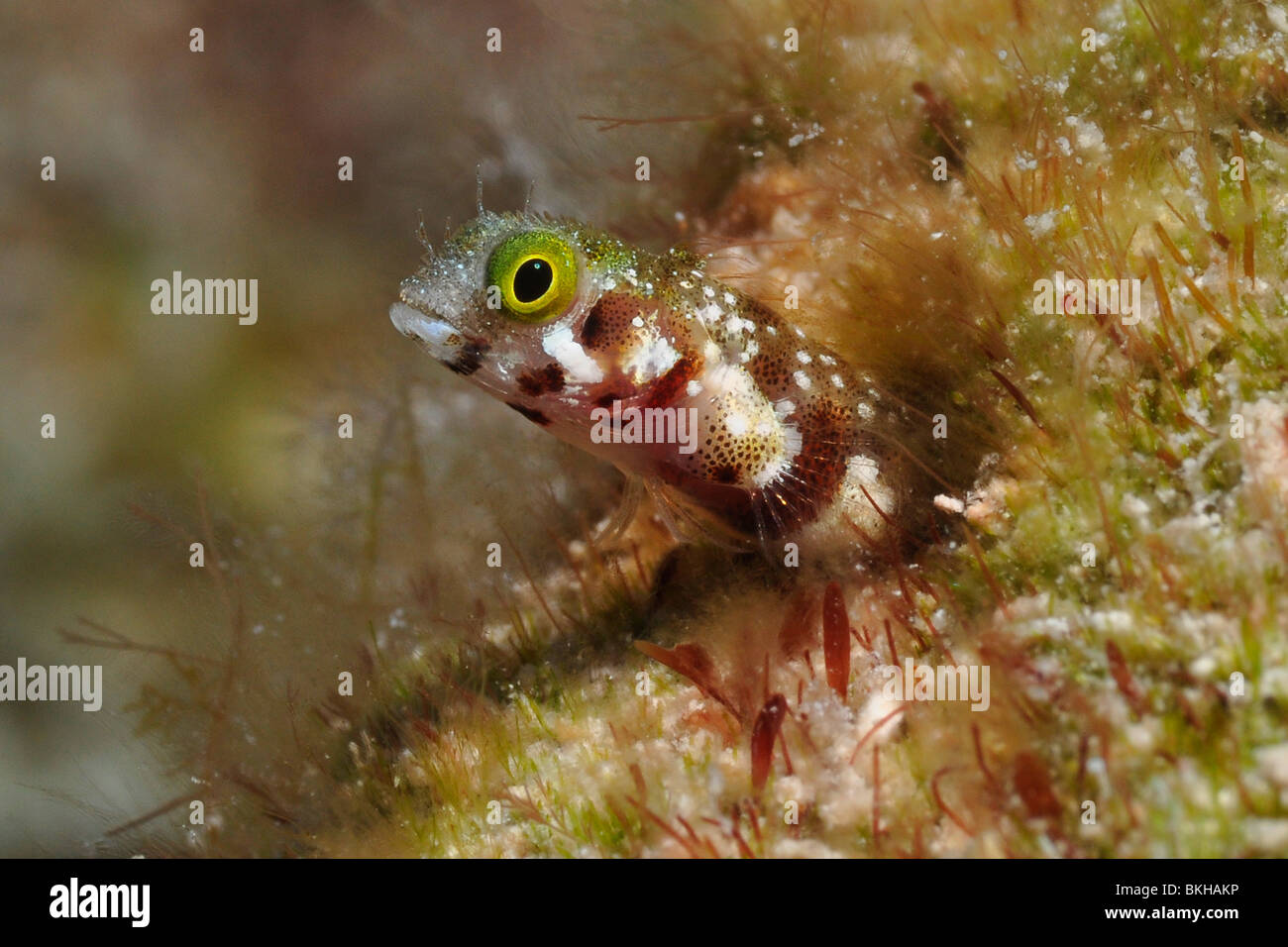 Blenny fish hi-res stock photography and images - Alamy