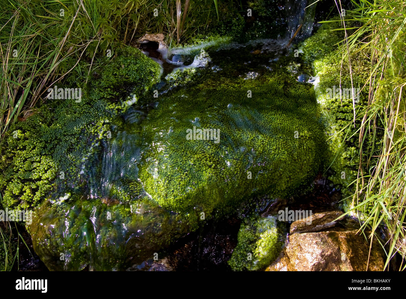 Source, Sumava, forest, Bohemia Stock Photo - Alamy