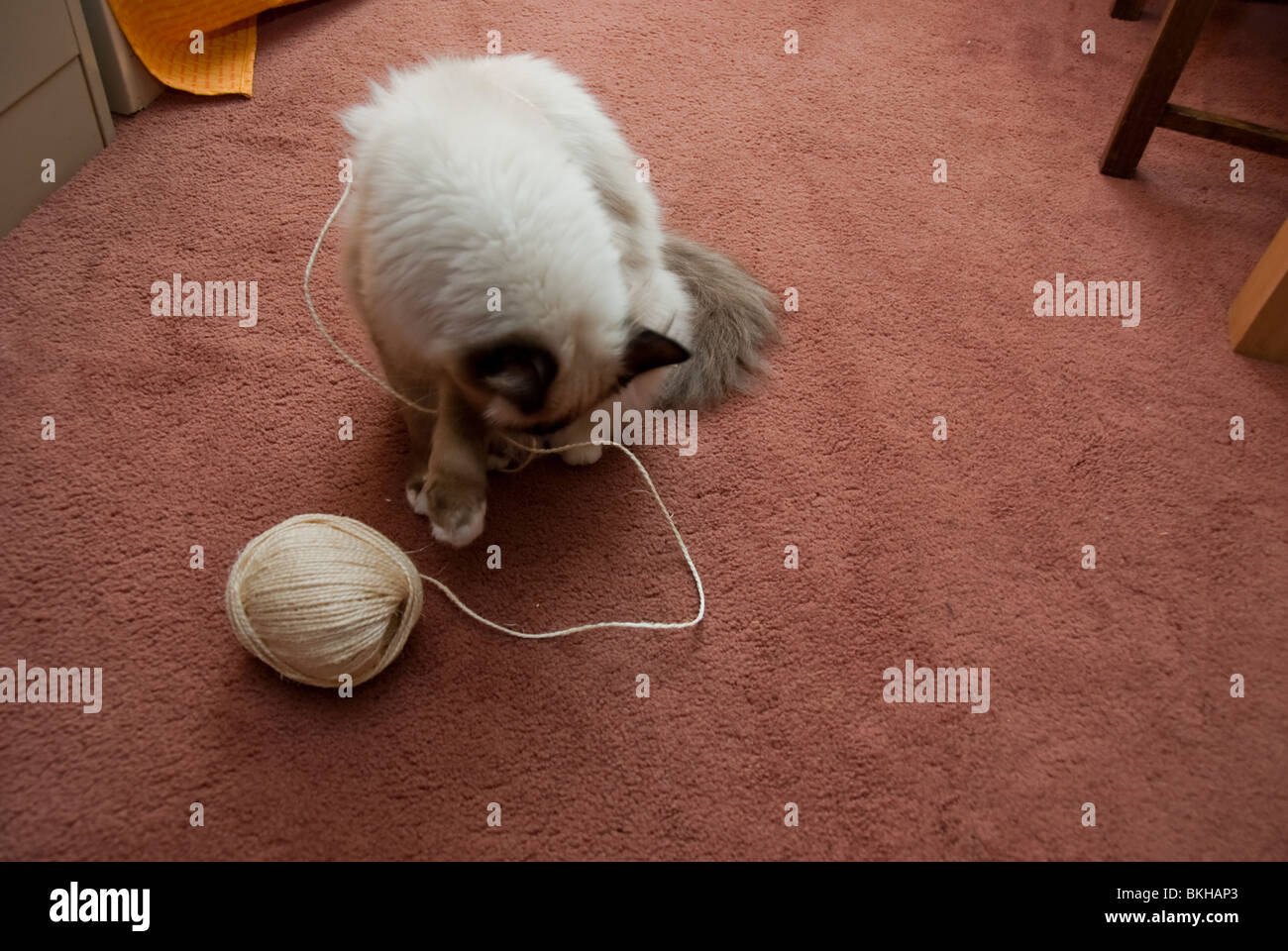 Kitten Playing With String on Floor of Room, at Home Stock Photo - Alamy