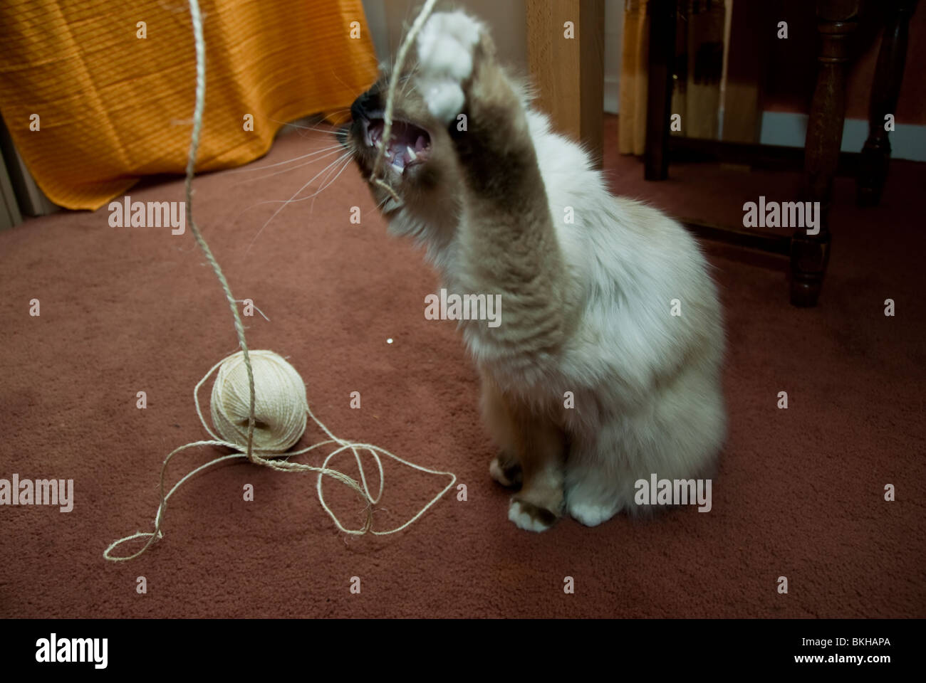 Ball of string kitten hi-res stock photography and images - Alamy