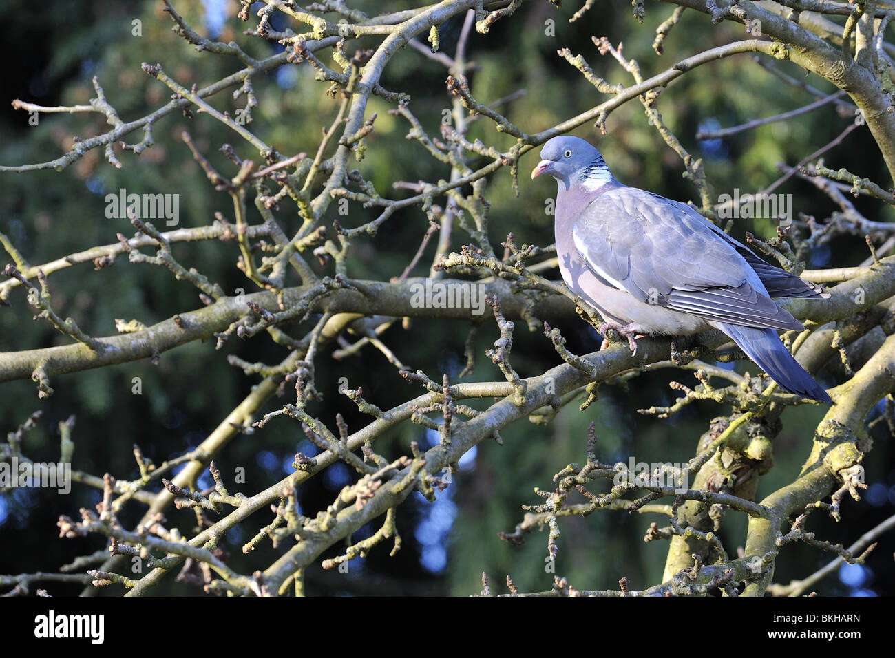 Wood pigeon perched hi-res stock photography and images - Alamy