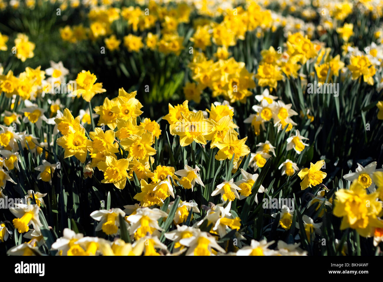 A field of bright yellow daffodils in full bloom on a bright, sunny ...