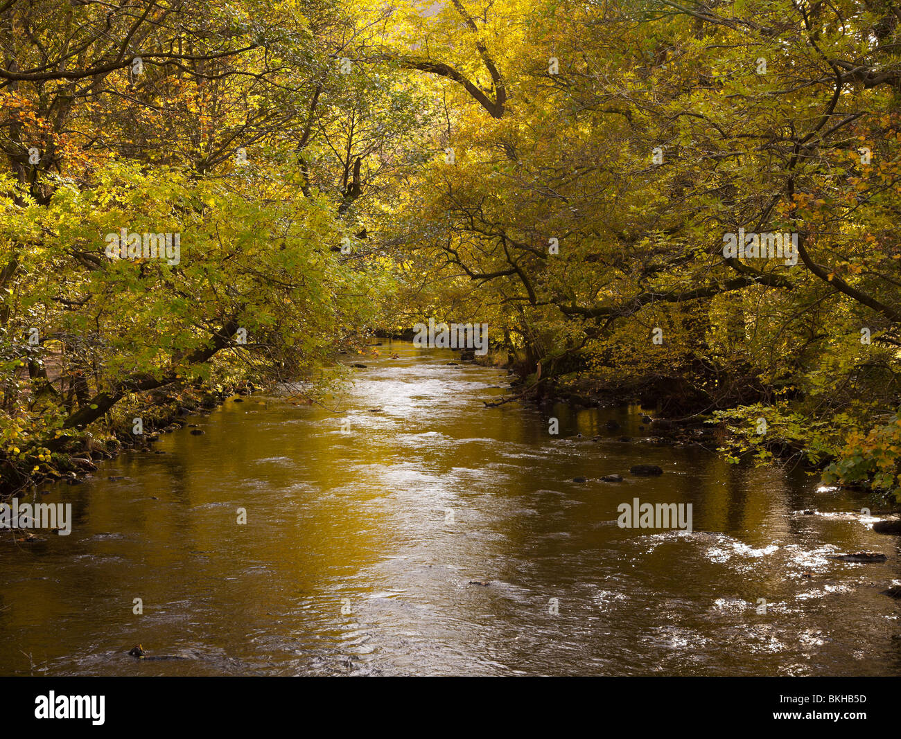 Woodland lake district grasmere hi-res stock photography and images - Alamy