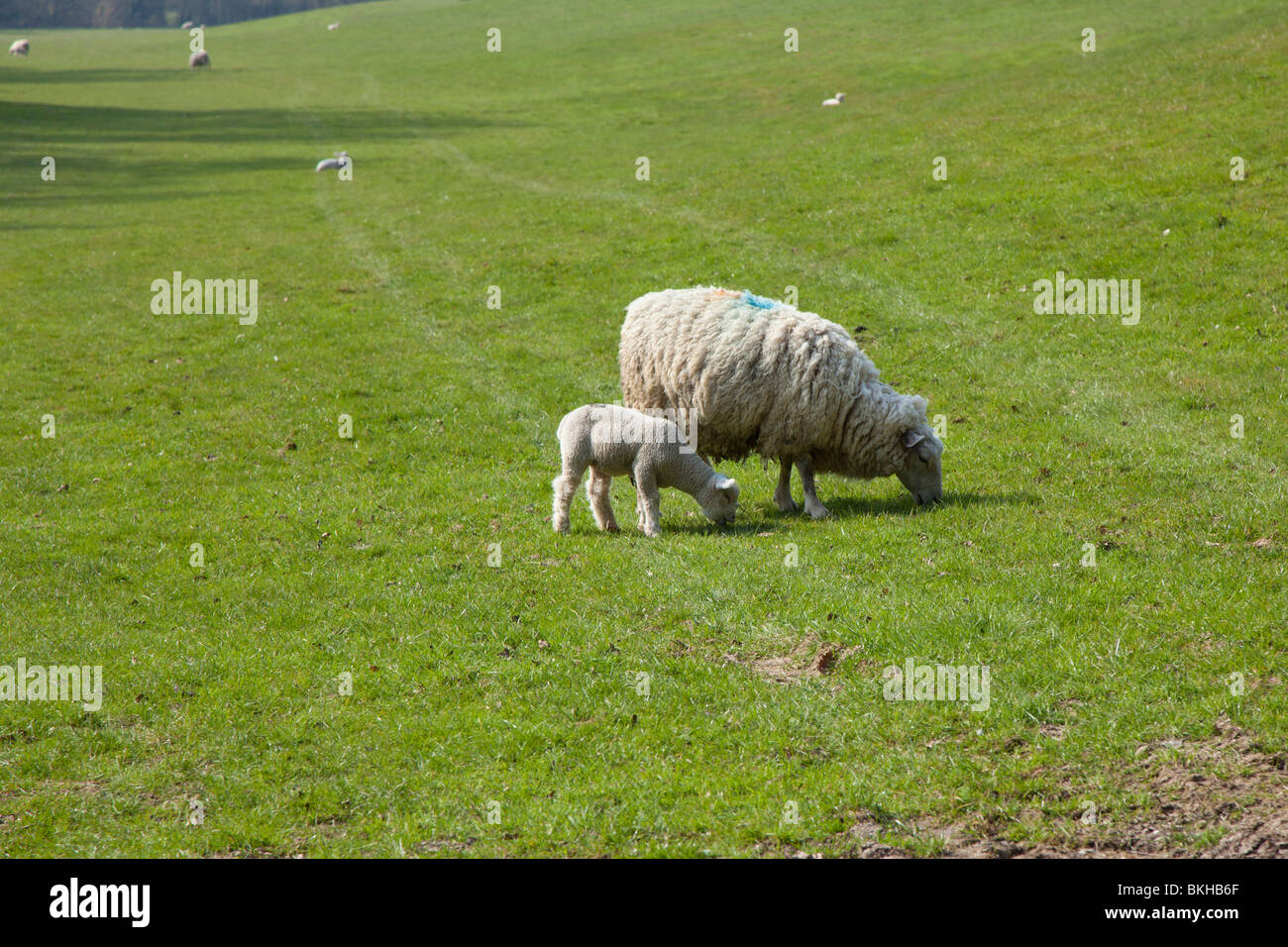 Baby lamb following mother in East Sussex Stock Photo - Alamy