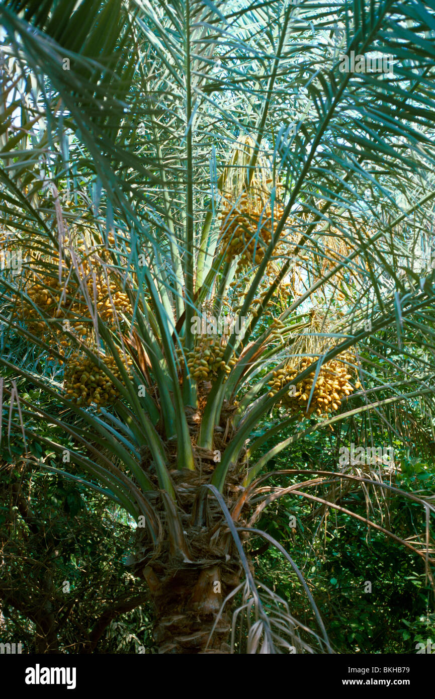 Bahrain Agriculture Date Harvest Stock Photo - Alamy